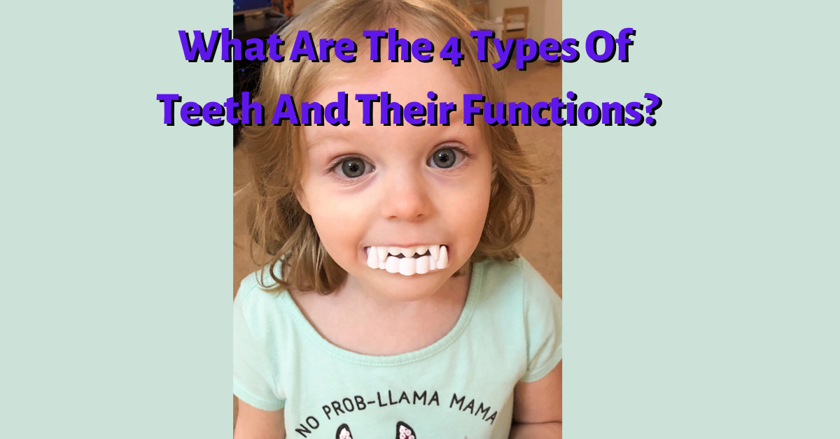  What Are The 4 Types Of Teeth And Their Functions Dental Insurance 